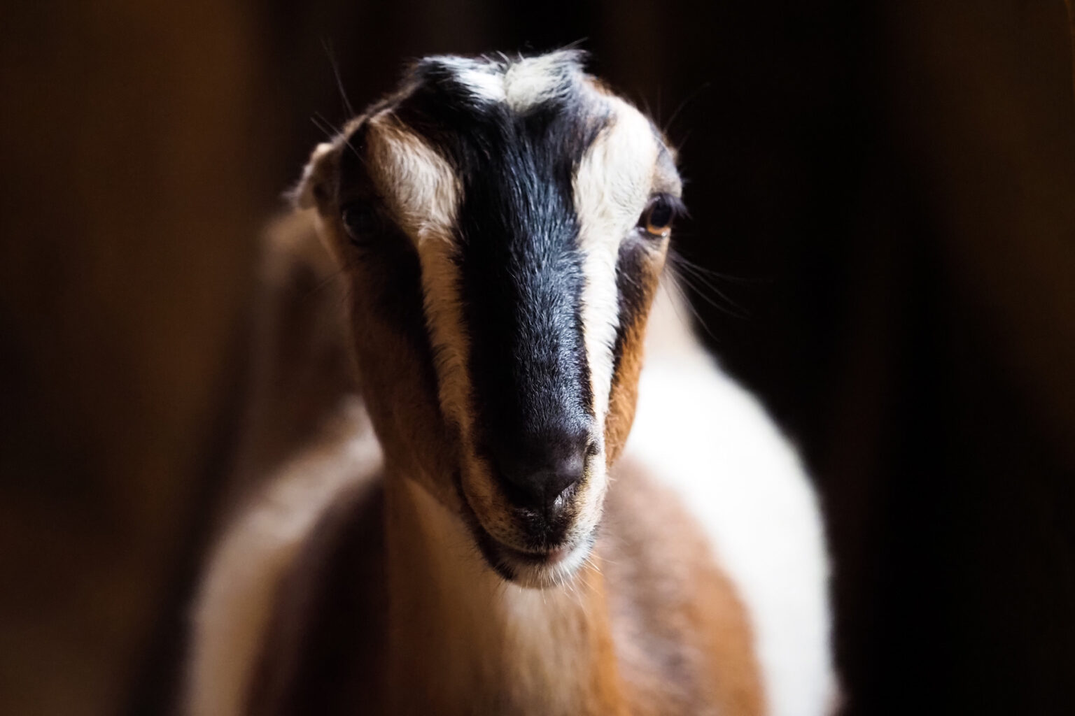 LaMancha Goat - Breed Profile - Goat Journal